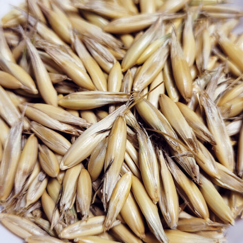 What Are Ancient Grains? – Mother Earth News